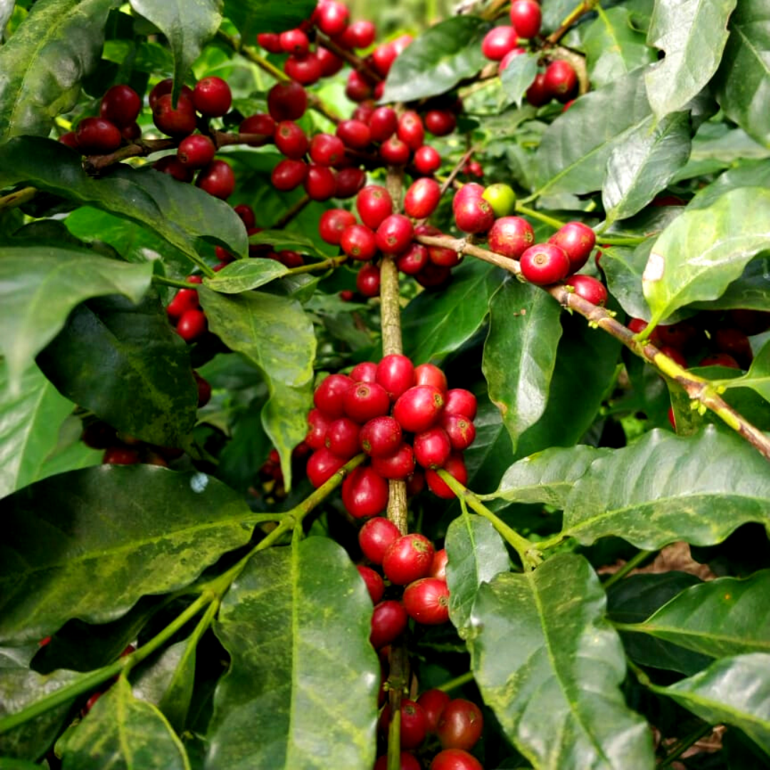 What is coffee? – Bloom Coffee Roasters